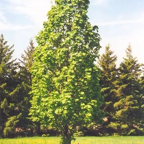 Columnar Sugar Maple - Acer saccharum 'Columnare'