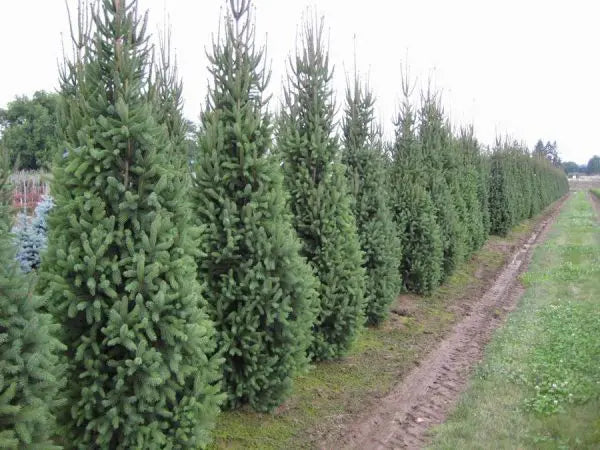 Columnar Norway Spruce -'Cupressina'
