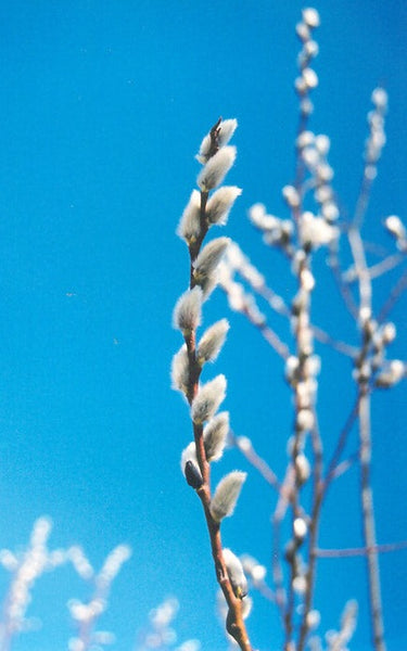 Pussy Willow Salix Tree - Salix discolor