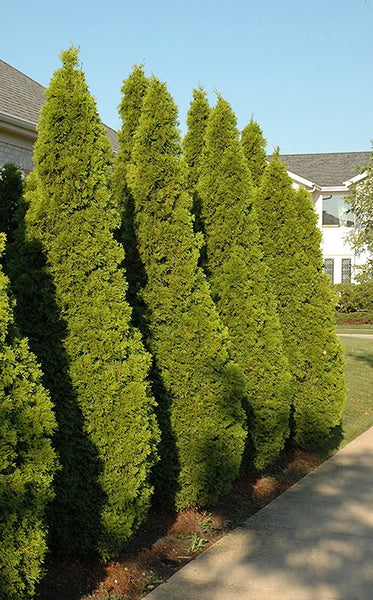 Emerald Cedar (Ball and Burlap - B&B) - 7 feet+ in height