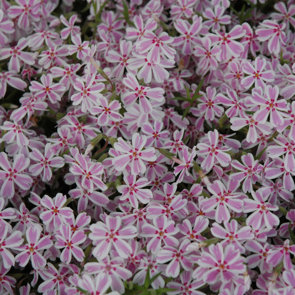 Candy Striped Creeping Phlox