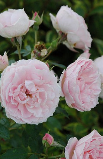 John Davis Explorer Rose Series