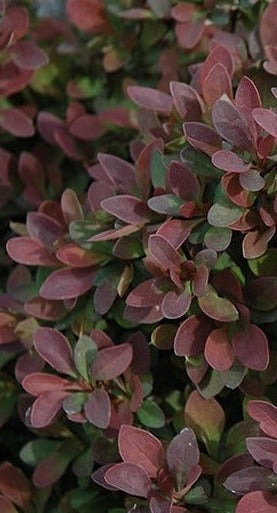 Royal Burgundy Barberry Shrub - Berberis thunbergii