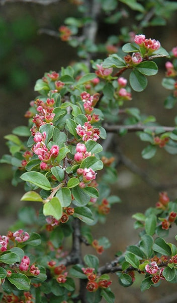 Peking Cotoneaster Shrub - Cotoneaster acutifolius