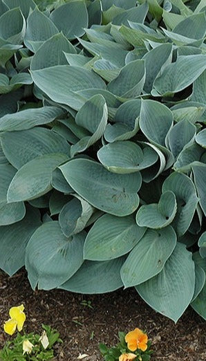 Halcyon Hosta -Herbaceous Perennial