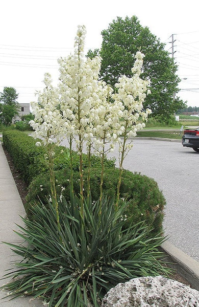 Adams Needle- Yucca filamentosa