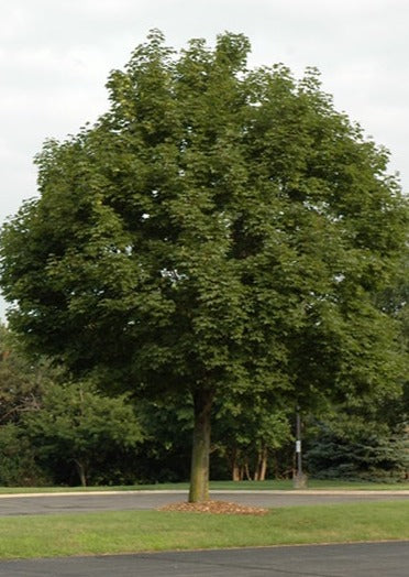 Superform Norway Maple Tree - Acer platanoides