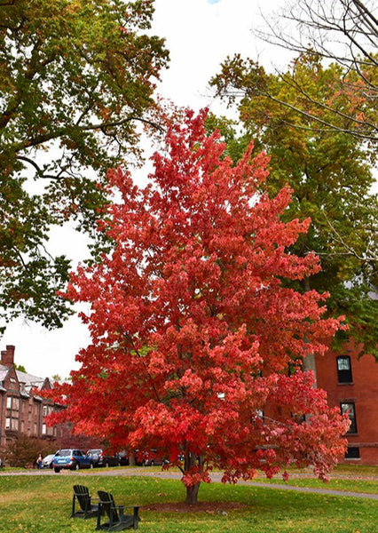 Bowhall Red Maple - Acer rubrum 'Bowhall'
