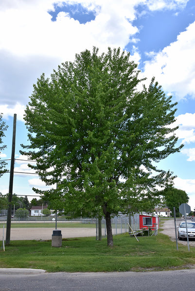 Silver Queen Maple Tree - Acer saccharinum