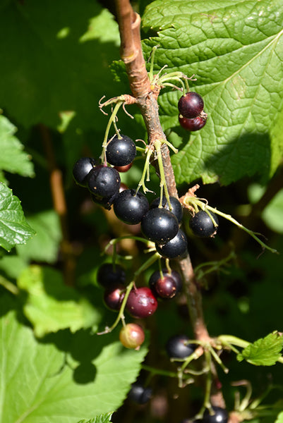 Alpine Currant - Ribes alpinum