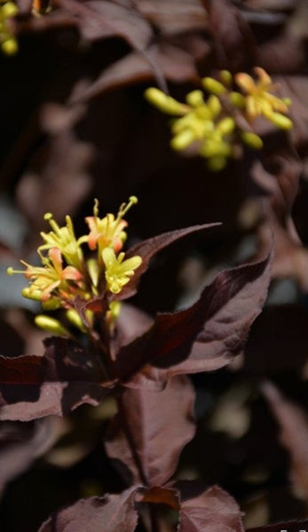 Bush Honeysuckle - Diervilla lonicera