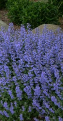 Blue Carpet Catmint - Nepeta nervosa
