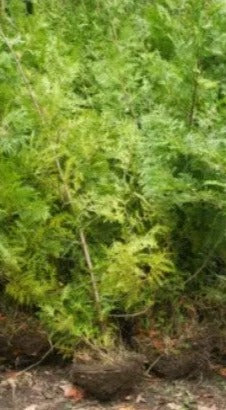 White Swamp Cedar available in variety of sizes available