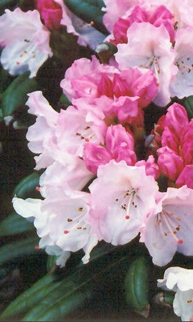 Rhododendron (Various Variety) Shrub