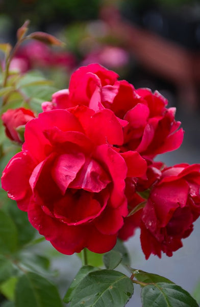 Blaze Climbing Rose - Rosa 'Blaze'