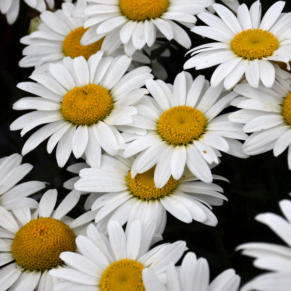 Snowcap Shasta Daisy